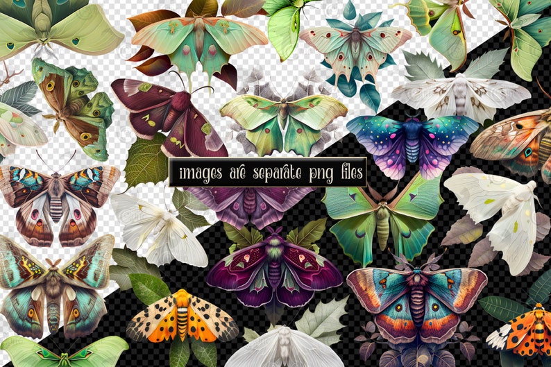 Moth Clipart Digital Moth Illustrations in Png Clip Art - Etsy