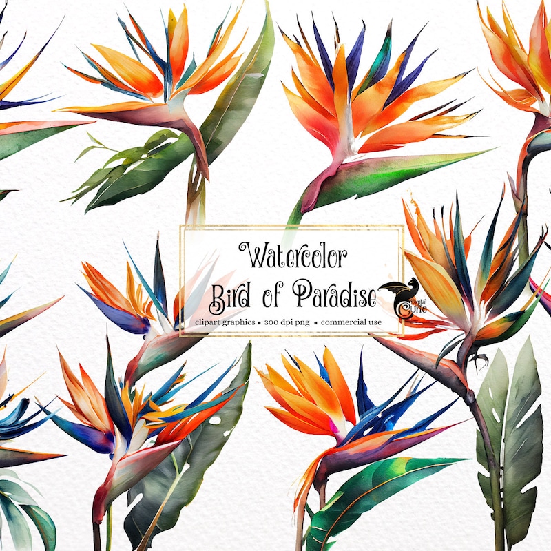 Strelitzia Art - Etsy