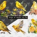 Watercolor Canary Clipart Cute Spring Birds With Flowers and Leaves in ...
