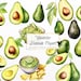 Watercolor Avocado Clipart Avocados and Guacamole Graphics in PNG ...