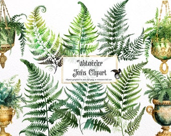 19 Ferns Clipart, PNG With Transparent Background, House Plant Potted ...