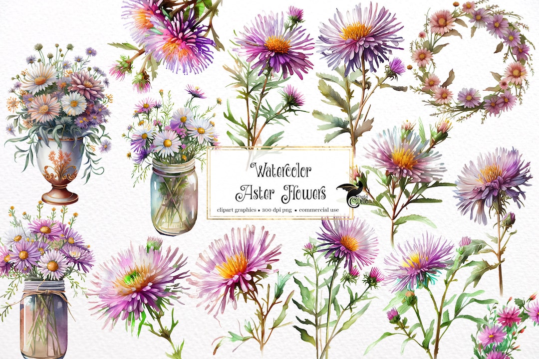 Watercolor Aster Clipart - Spring Purple Flowers, Wildflower Bouquets ...