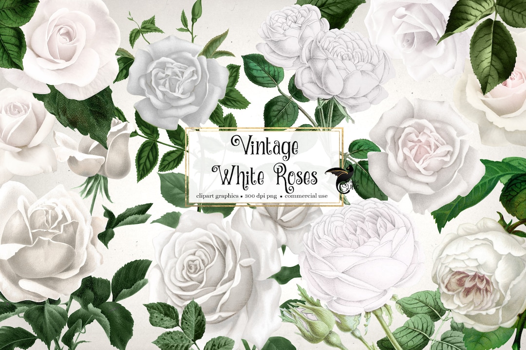 Vintage White Roses Clipart, Antique Rose Illustrations PNG Format ...