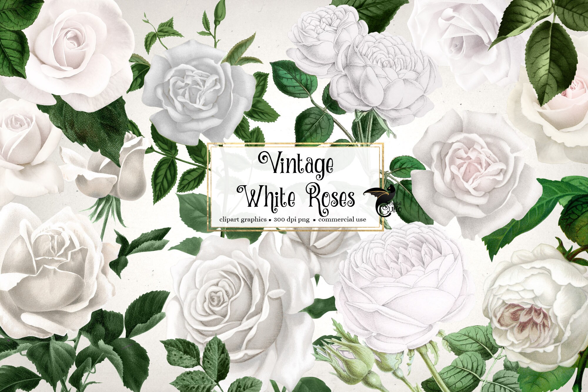 Vintage White Roses Clipart Antique Rose Illustrations PNG - Etsy Australia