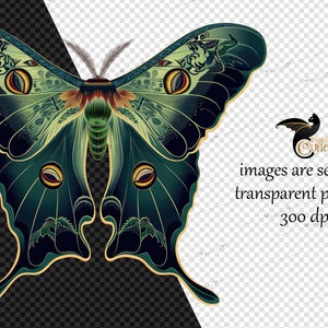 Luna Moth Clipart - Digital Moth Illustrations in Png Clip Art Format ...