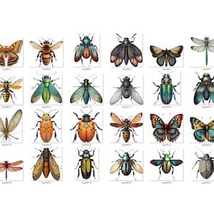 Vintage Bugs Clipart, Antique Insect Clip Art Scientific Illustrations ...
