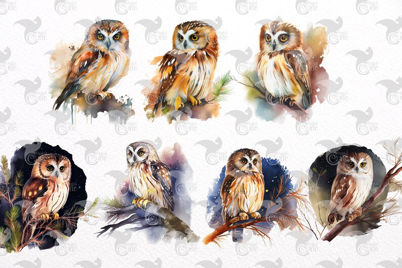 Watercolor Saw-whet Owls Clipart Cute Owl Clip Art in PNG - Etsy