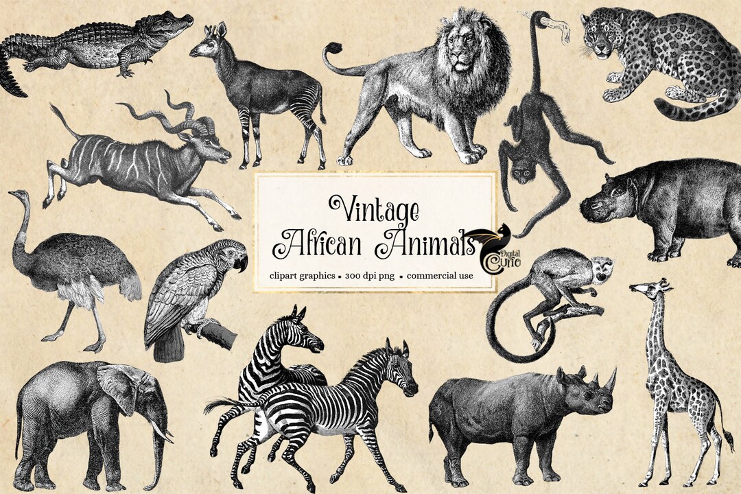Vintage African Animals Clipart, Antique Safari Illustrations, Png Clip ...