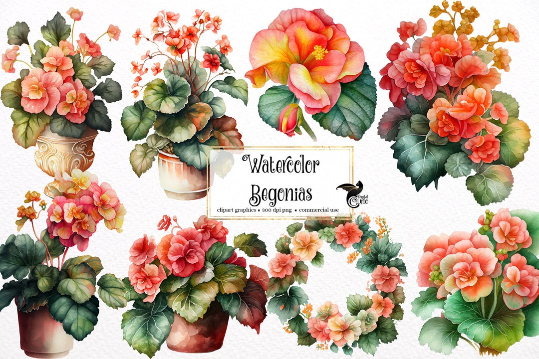 Watercolor Begonias Clipart - Begonia Floral Bouquets PNG Format ...