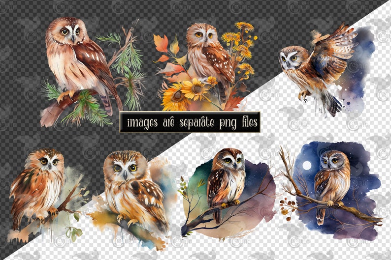 Watercolor Saw-whet Owls Clipart Cute Owl Clip Art in PNG - Etsy