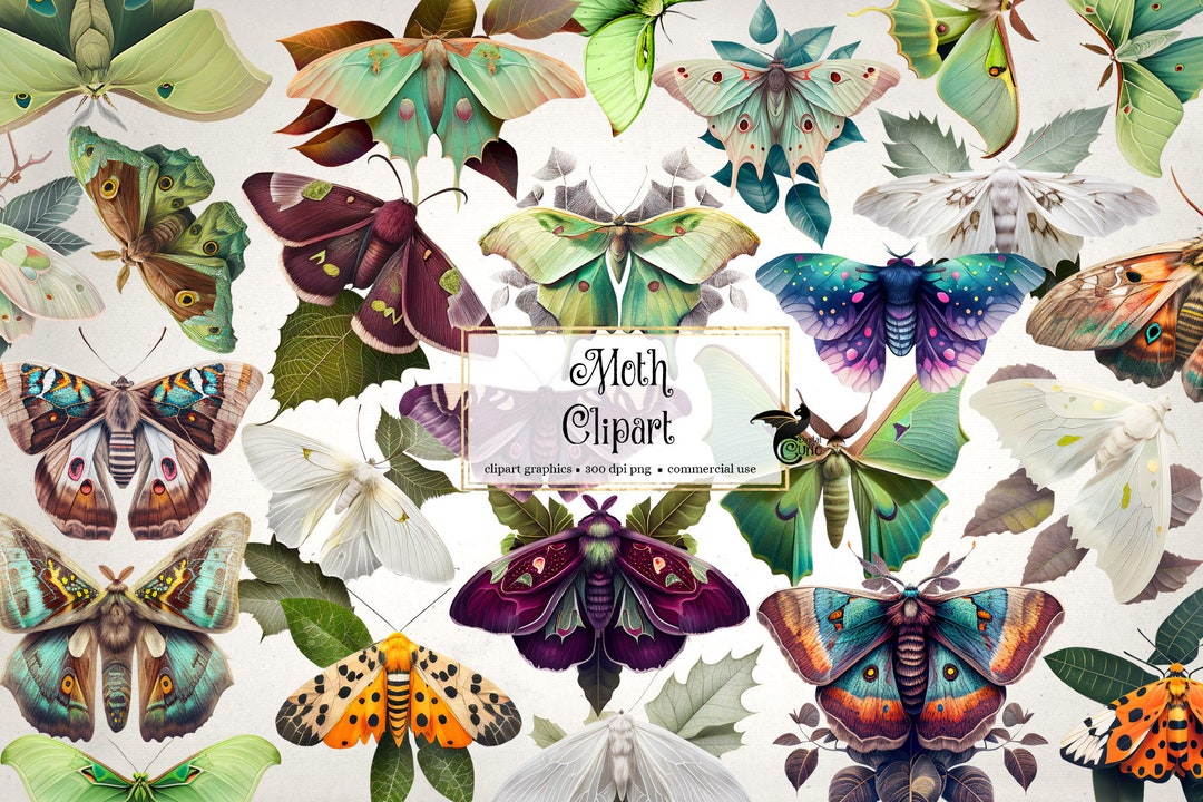Moth Clipart - Digital Moth Illustrations in Png Clip Art Format ...
