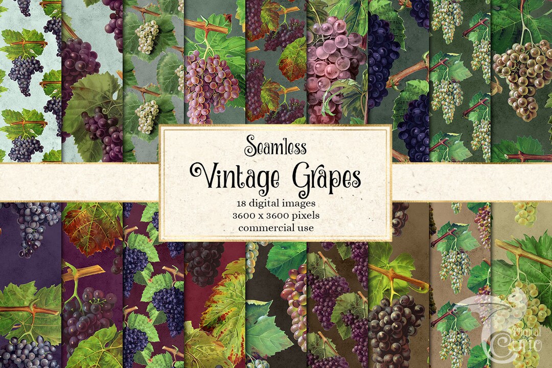 Vintage Grapes Digital Paper, Seamless Antique Wine Grape Illustrations ...
