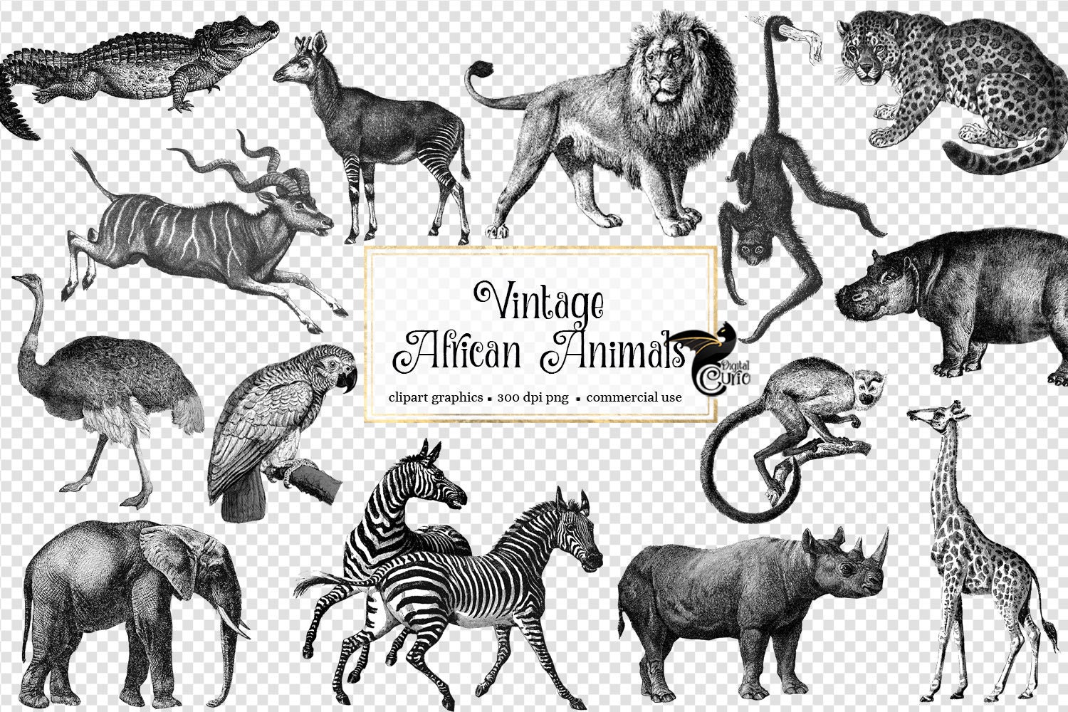 Vintage African Animals Clipart, Safari Illustrations (digital Download ...