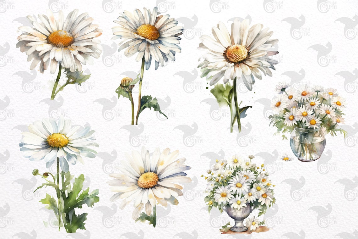 Watercolor Daisies Clipart - Spring Floral PNG Format Instant Download ...