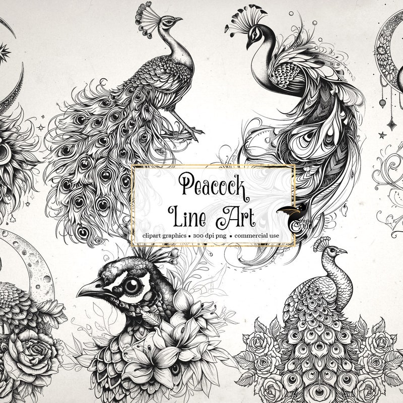 Ink Drawing Peacock - Etsy