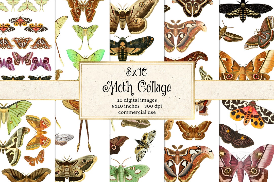 Moth Collage Digital Paper, 8x10 Printable Sheets With Vintage Moths ...