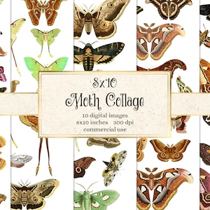 Moth Collage Digital Paper, 8x10 Printable Sheets With Vintage Moths ...