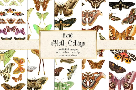 Moth Collage Digital Paper 8x10 Printable Sheets With Vintage - Etsy