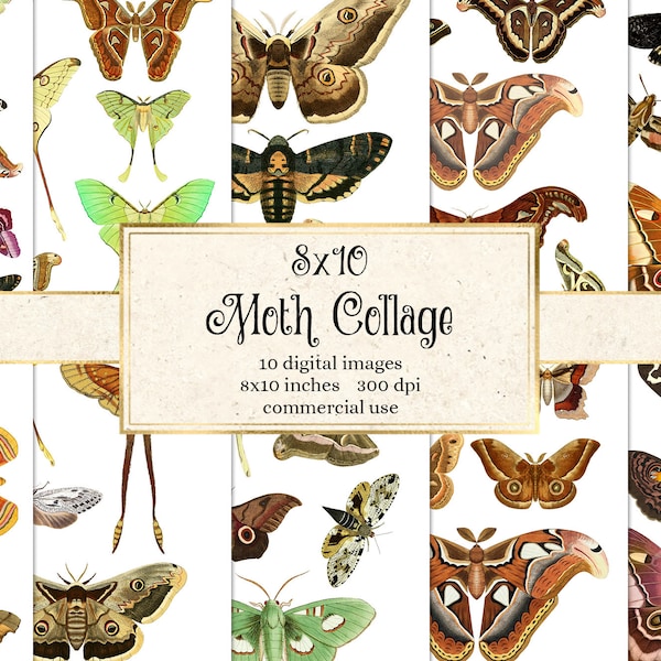 Moths - Etsy