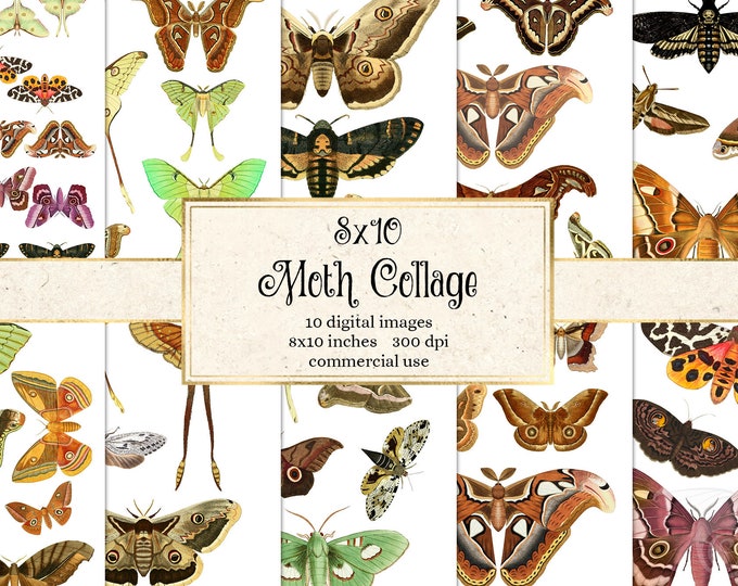 Realistic Paper Moths Great Peacock Moth Paper Cutouts Set of - Etsy