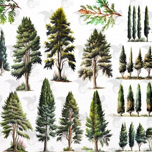 Watercolor Cypress Trees Clipart - Forest Tree PNG Format Instant ...