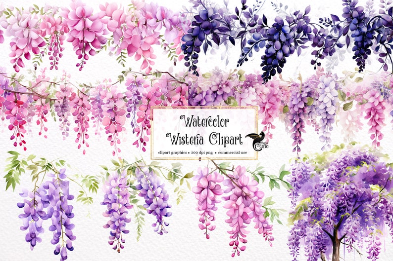 Watercolor Wisteria Clipart - Digital Clip Art Graphics of Watercolor ...