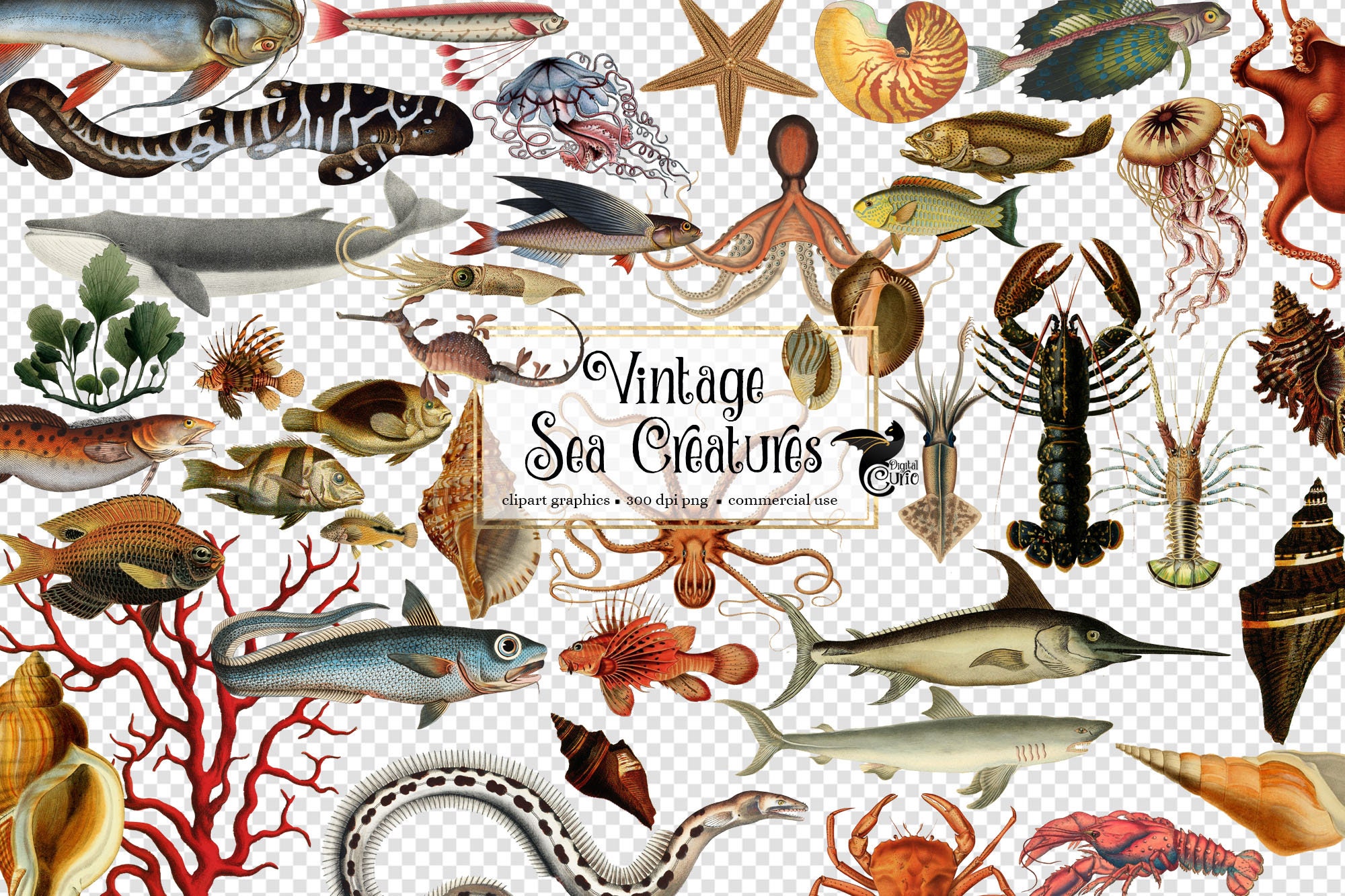 Vintage Sea Creatures Clipart Antique Illustrations of Fish - Etsy