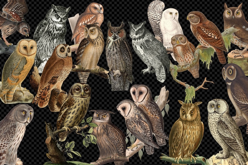 Vintage Owls Clipart Antique Owl Illustrations Digital - Etsy