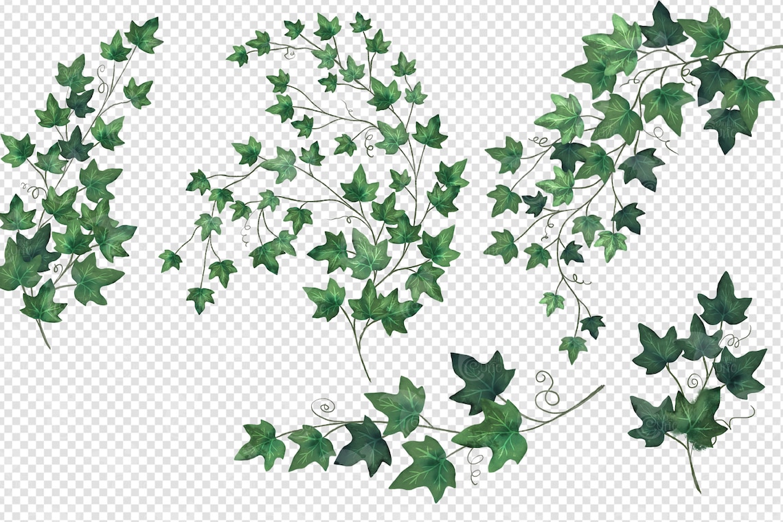 Watercolor Ivy Clip Art Digital Climbing Ivy Vines Clipart - Etsy
