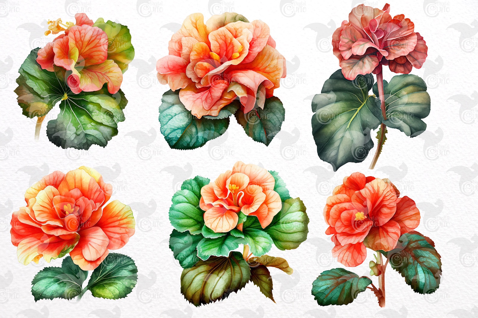 Watercolor Begonias Clipart - Begonia Floral Bouquets PNG Format ...