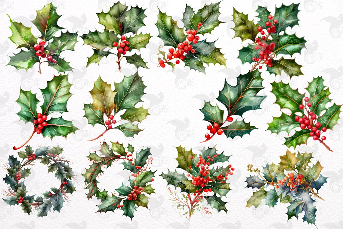 Watercolor Holly Clipart – Winter Botanical PNG Images (digital ...