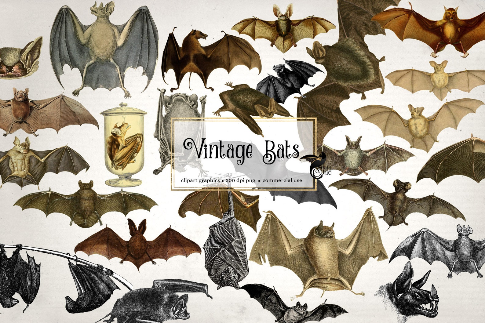 Vintage Bats Clipart, Antique Bat Illustrations Digital Illustrations ...