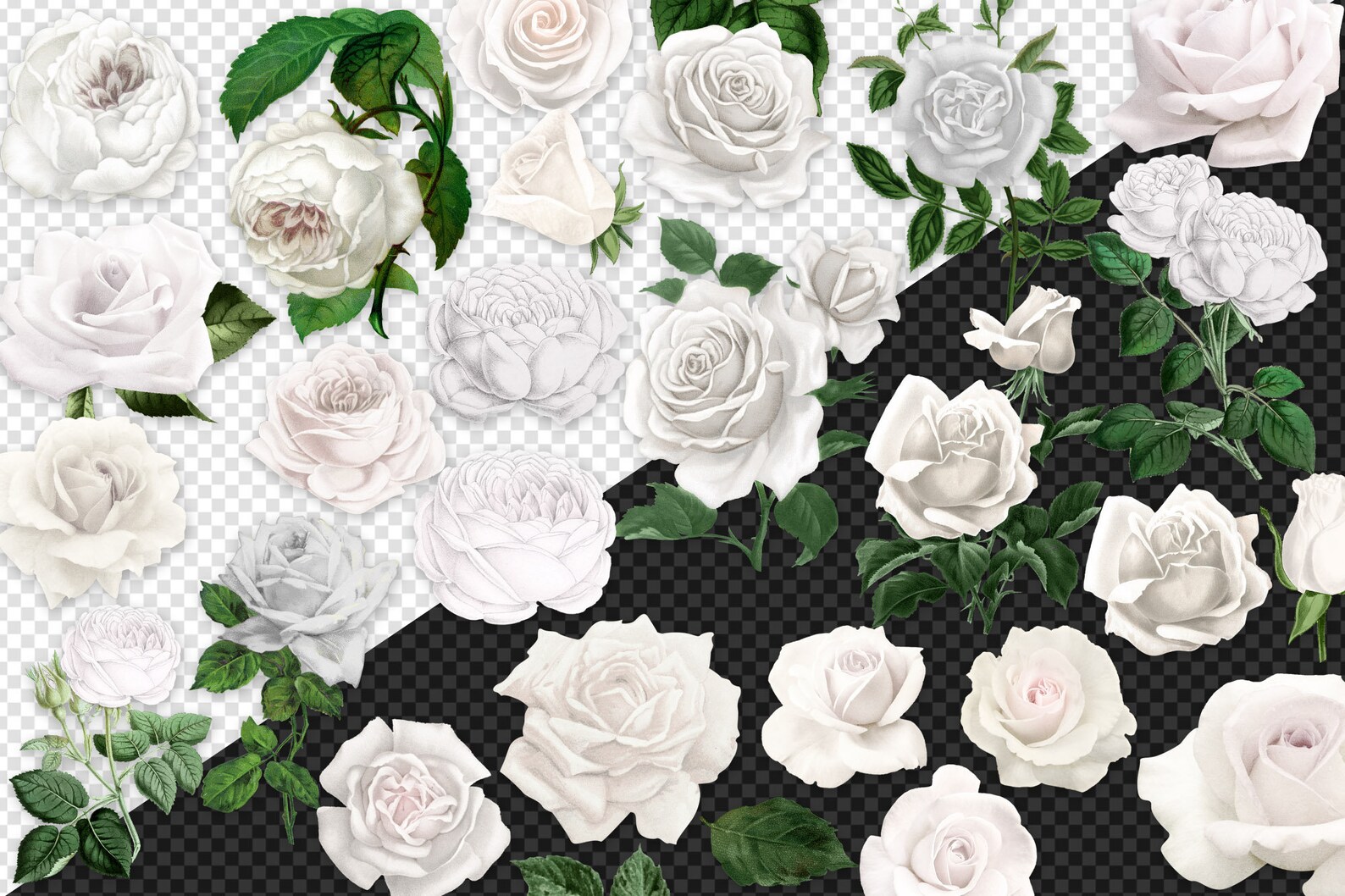 Vintage White Rose Clipart, Antique Floral Illustrations (PNG, Instant ...