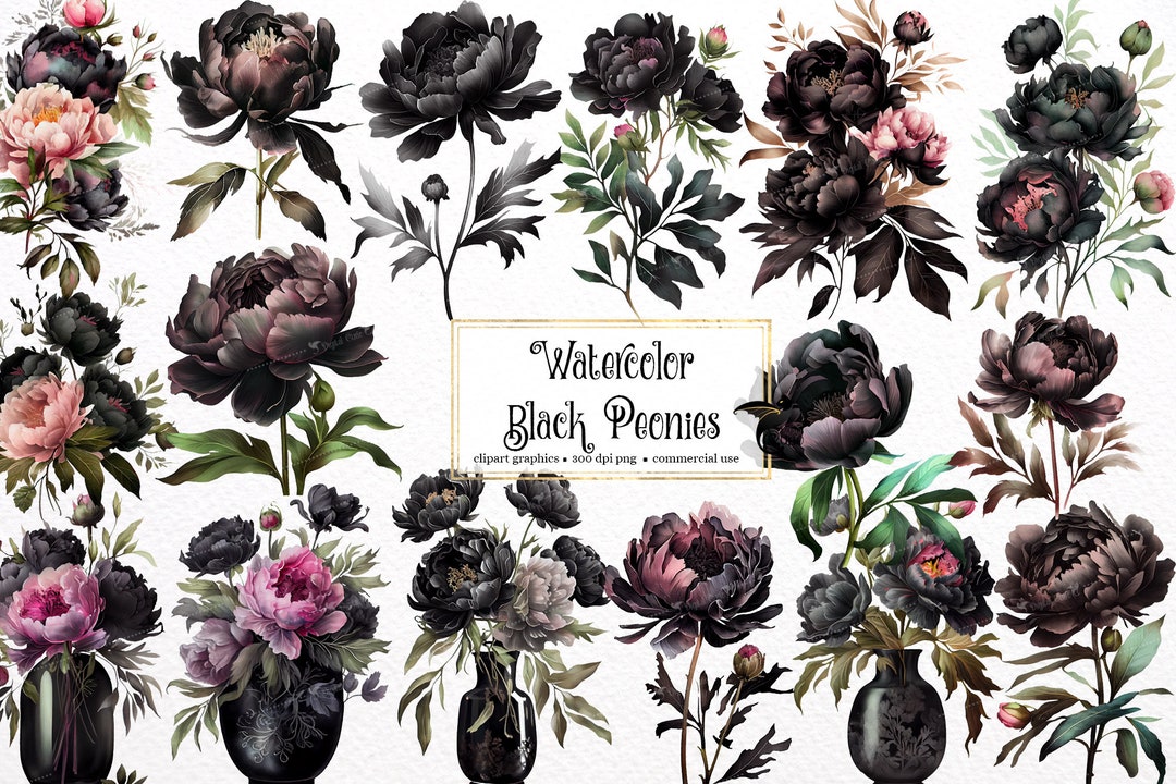 Watercolor Black Peony Clipart - Peonies in PNG Format Instant Download ...