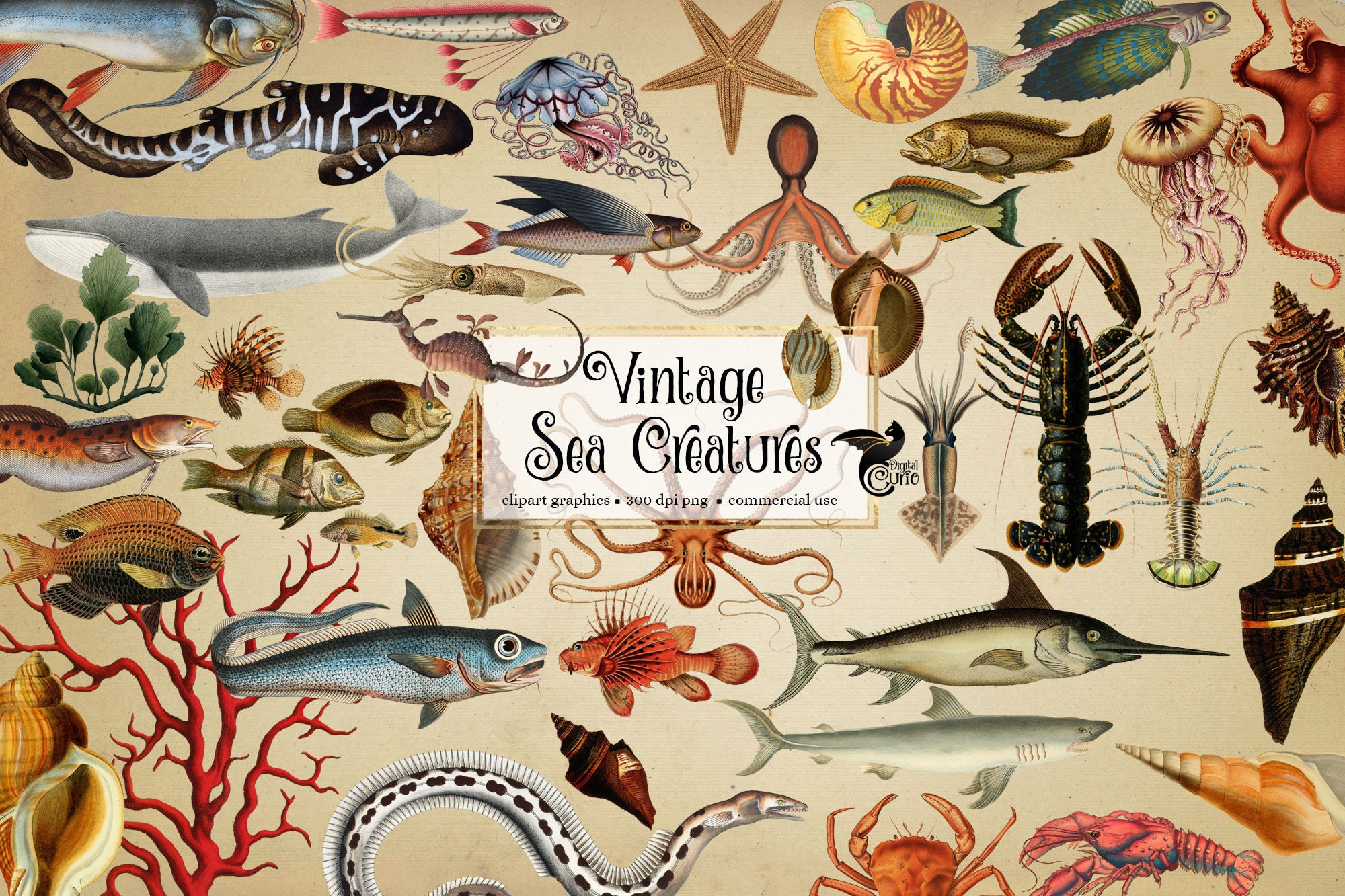 Vintage Sea Creatures Clipart Antique Illustrations of Fish - Etsy