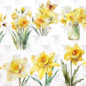 Watercolor Daffodil Clipart - Spring Flowers in PNG Format Instant ...