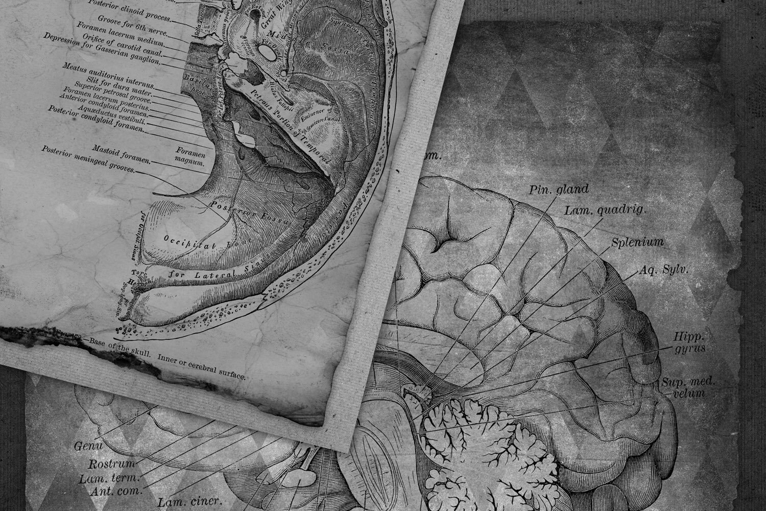 Dark Anatomy Digital Paper Vintage Anatomical Illustrations | Etsy