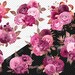 Magenta and Rose Gold Floral Bouquets Clipart, Digital Instant Download ...