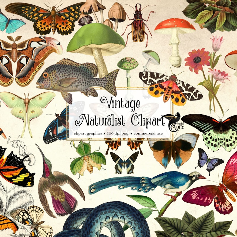 Antique Art Royalty - Etsy UK