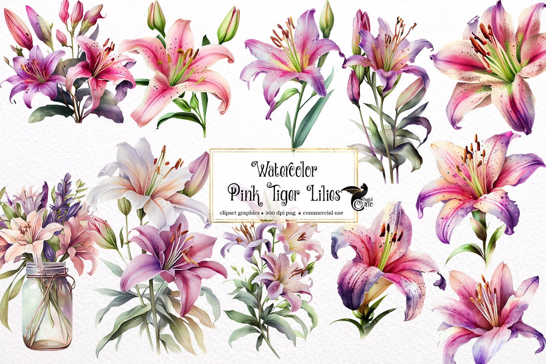 Watercolor Pink Tiger Lily Clipart - Lilies in PNG Format Instant ...
