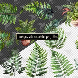 Watercolor Ferns Clipart - House Plant Potted and Hanging Fern Leaves ...