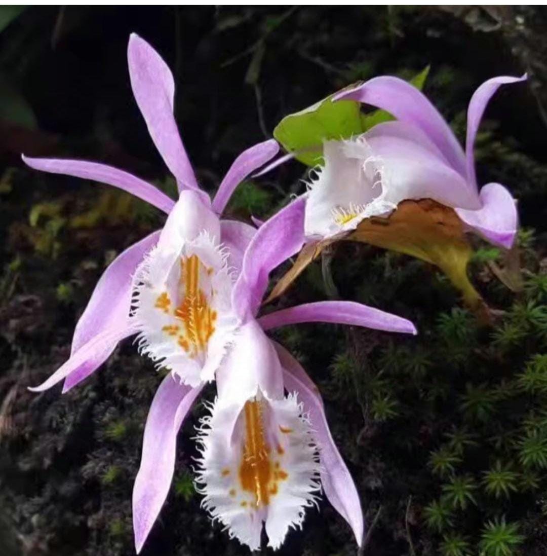 1x Pleione Orchid Praecox Bulb, Flowering Size Bulb, Autumn Flowering ...