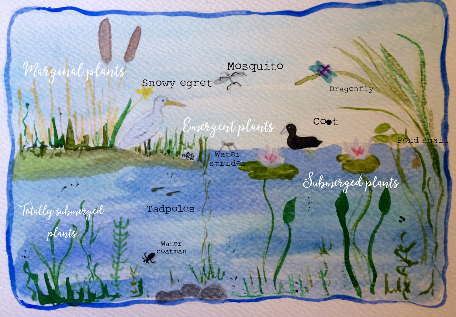 Pond Ecosystem Model