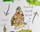 Painted Lady Life Cycle Pdf Watercolor Illustration - Etsy