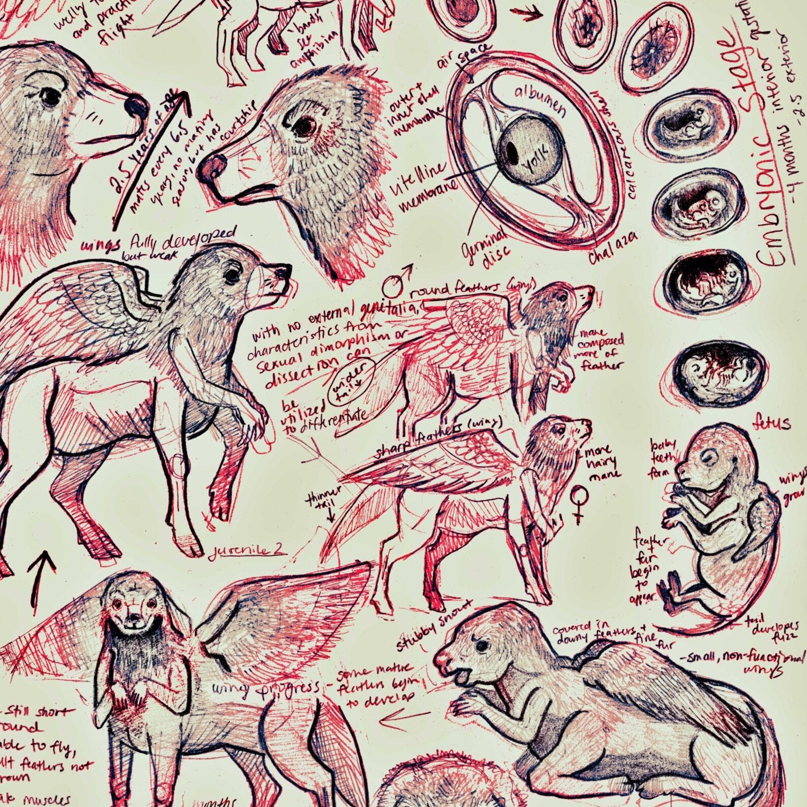 Abbagoochie a Mythical Chimera : Cryptid Bestiary Print - Etsy