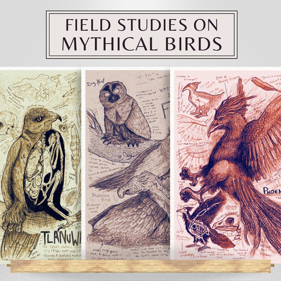 Mythical Bird Anatomy Study Drawings & Prints LARP Creature - Etsy ...