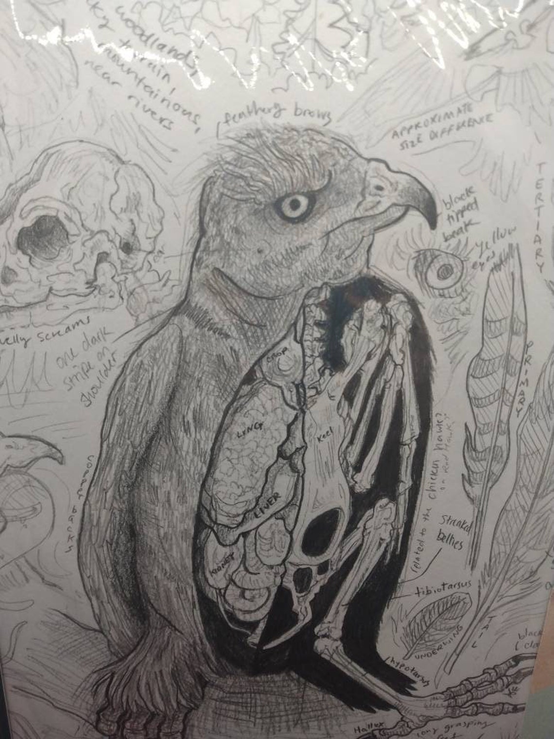 Tlanuwa Hawk Mythological Bird Cryptid Creature Original | Etsy