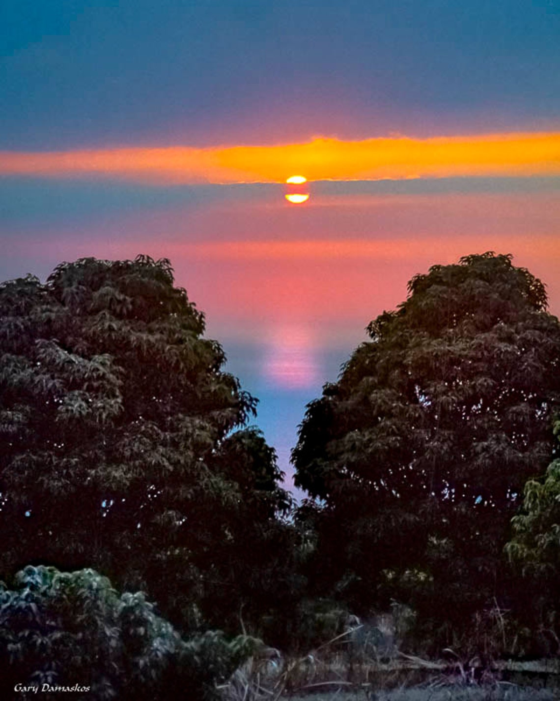 Sunset W/2 Mango Trees and Ocean - Etsy