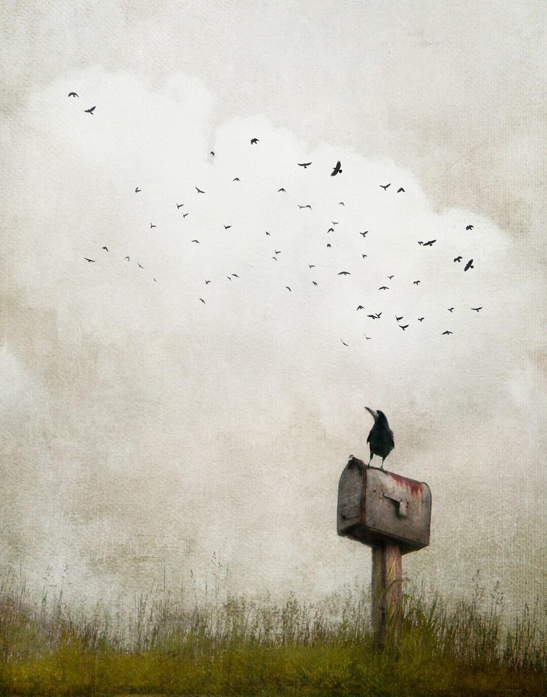 Raven on a Mailbox Looking up to His Flock, Painterly Photography Print ...