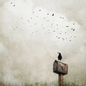 Raven on a Mailbox Looking up to His Flock, Painterly Photography Print ...